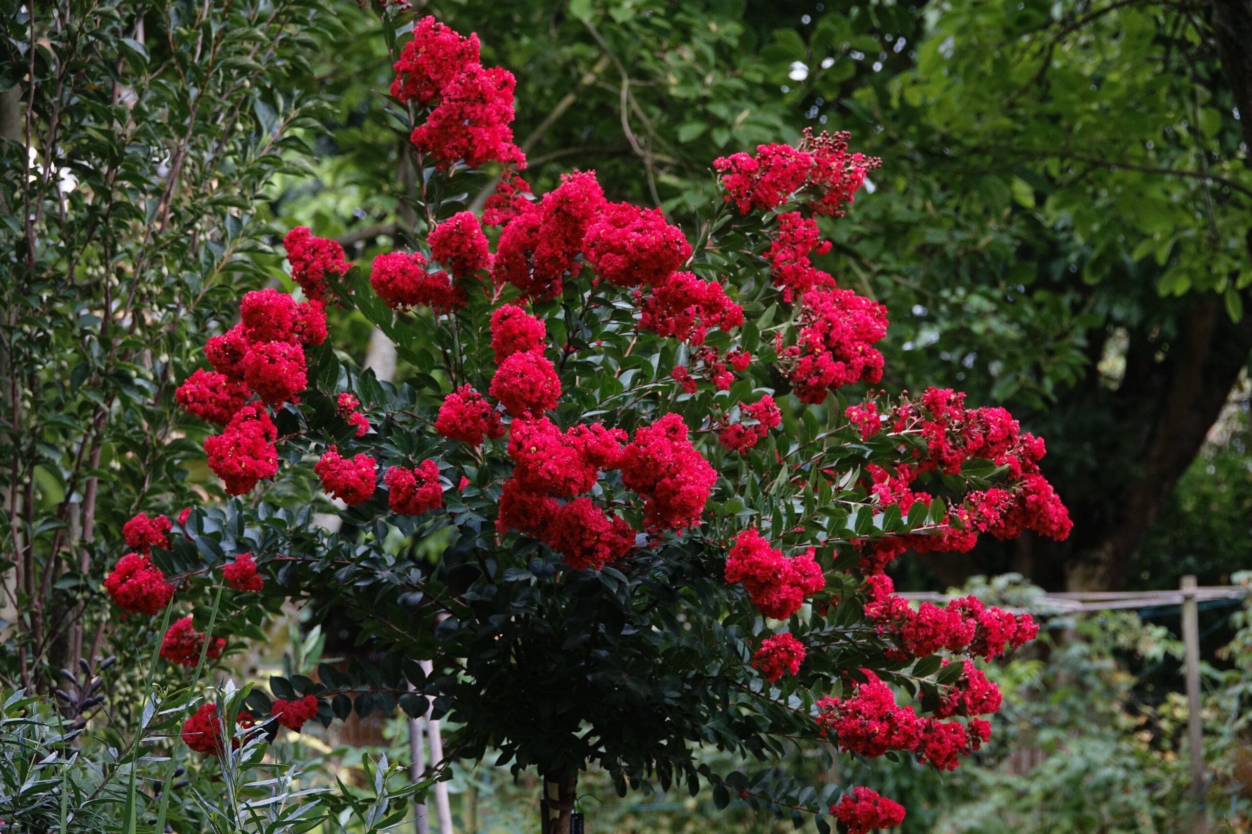 LAGERSTROEMIA indica ENDURING ® RED 'Piilag B5' cov - FPB - Formidable ...