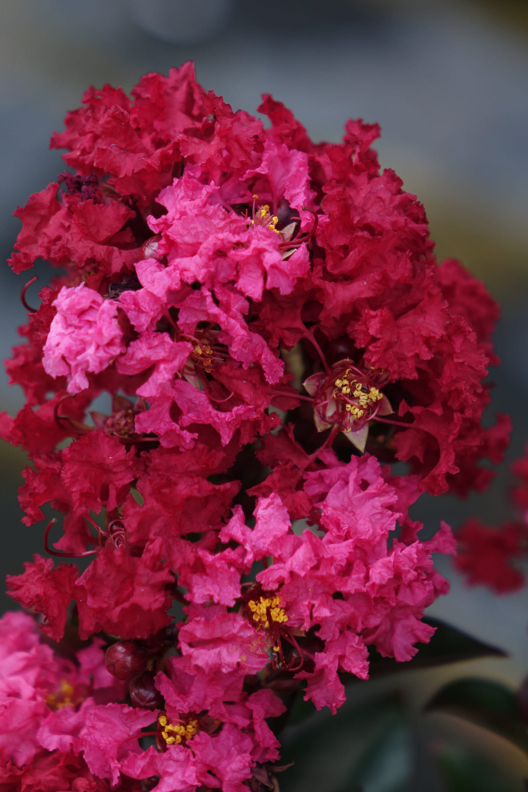 LAGERSTROEMIA indica ENDURING ® RED 'Piilag B5' cov - FPB - Formidable ...