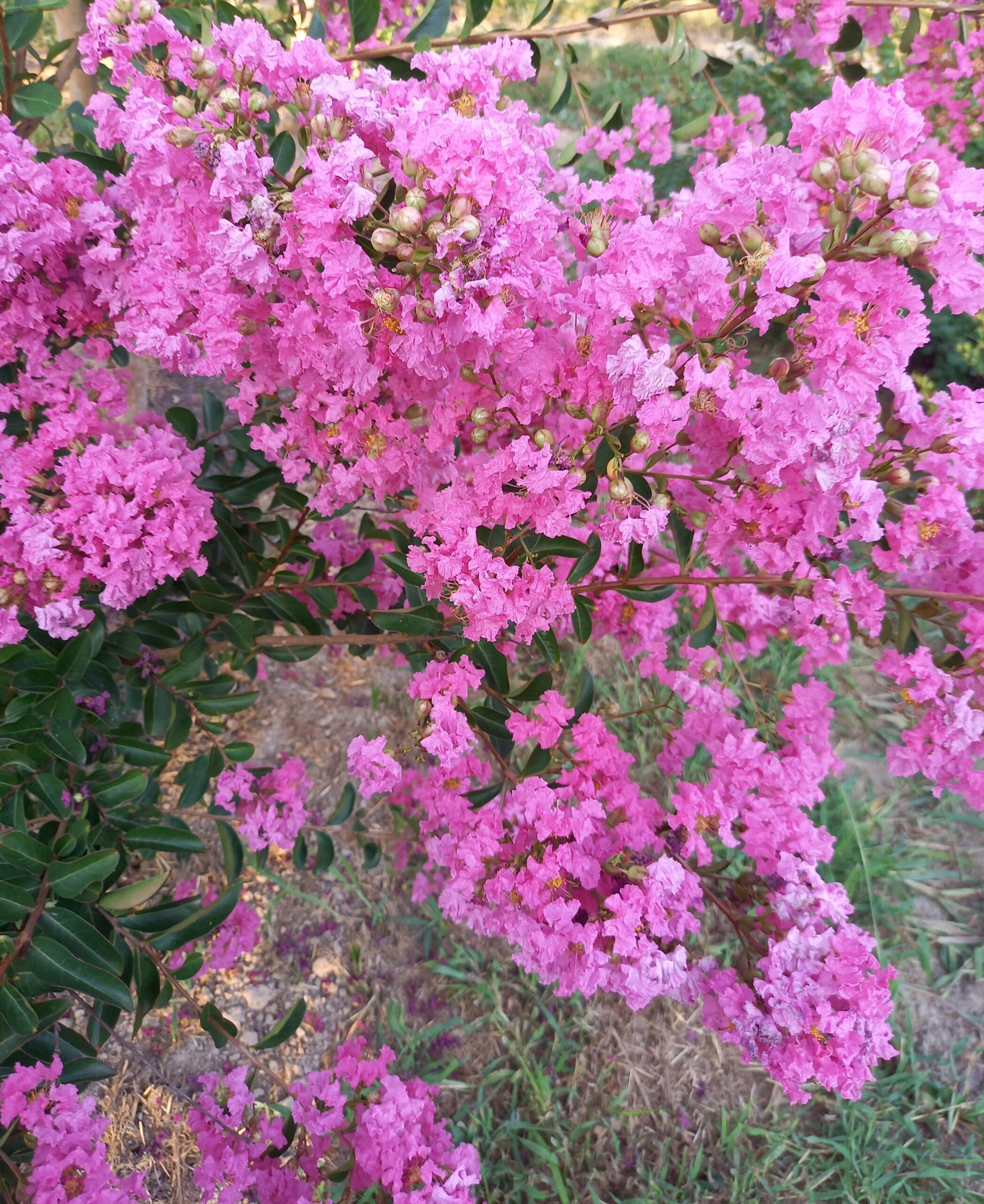 LAGERSTROEMIA indica MIMIE® ROSE 'Dablage02' cov - FPB - Formidable ...