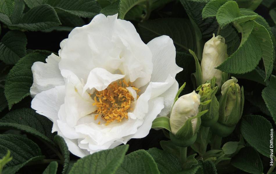 ROSA rugosa ANGELIA ® WHITE 'Minrugo2w' cov - FPB - Formidable Plant ...