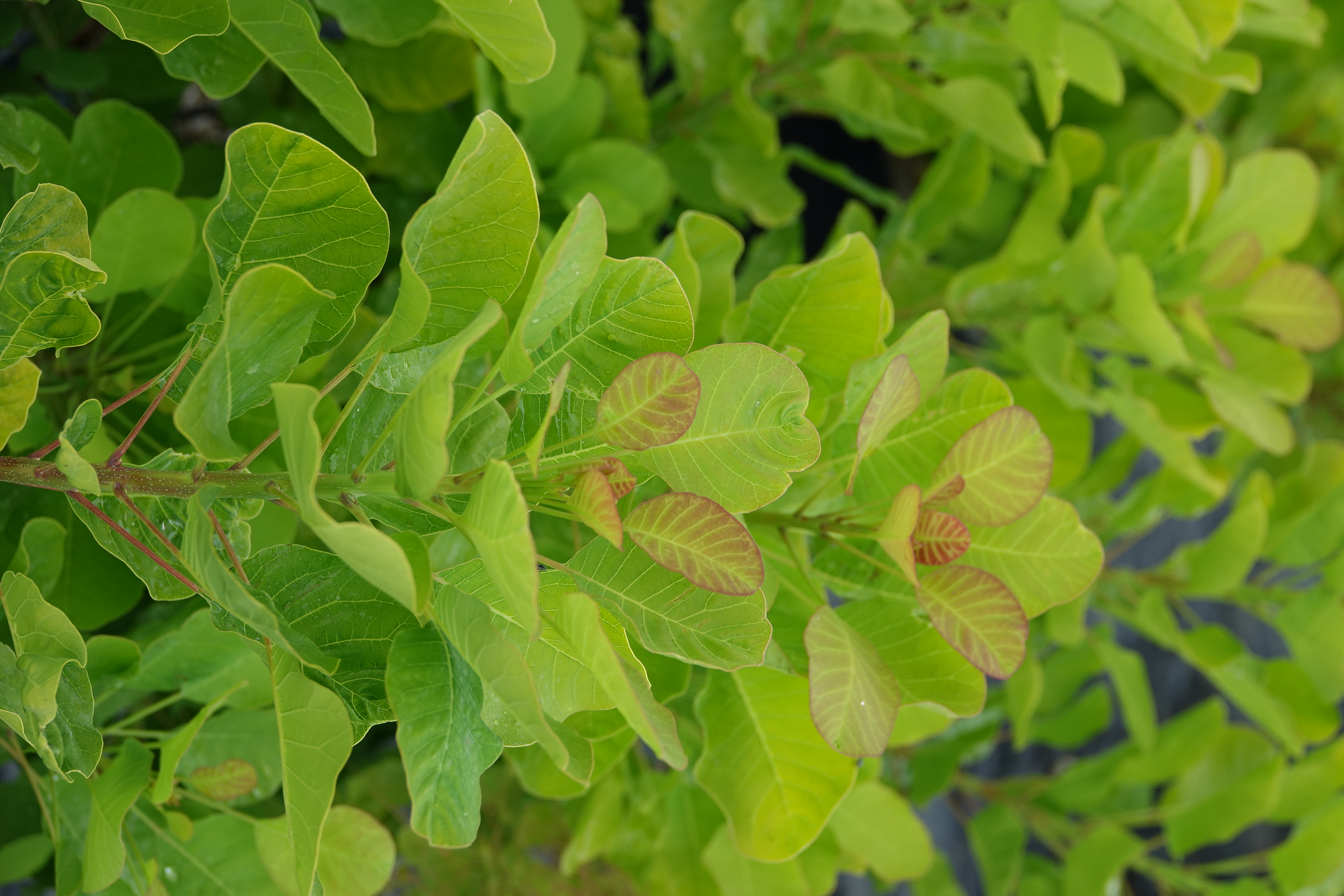 COTINUS coggygria LEMON LADY ® 'Mincolem04' cov - FPB - Formidable ...